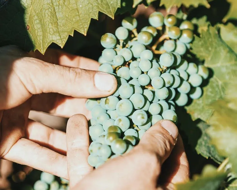 The Château de Cabran, its vineyard and the traditional know-how ...